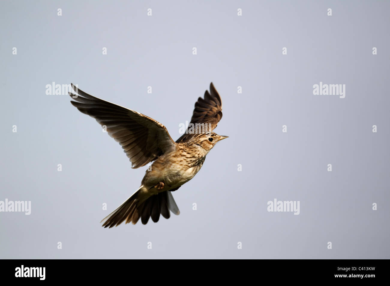 Skylark alauda arvensis flight fly flying lark sky lark hi-res stock ...