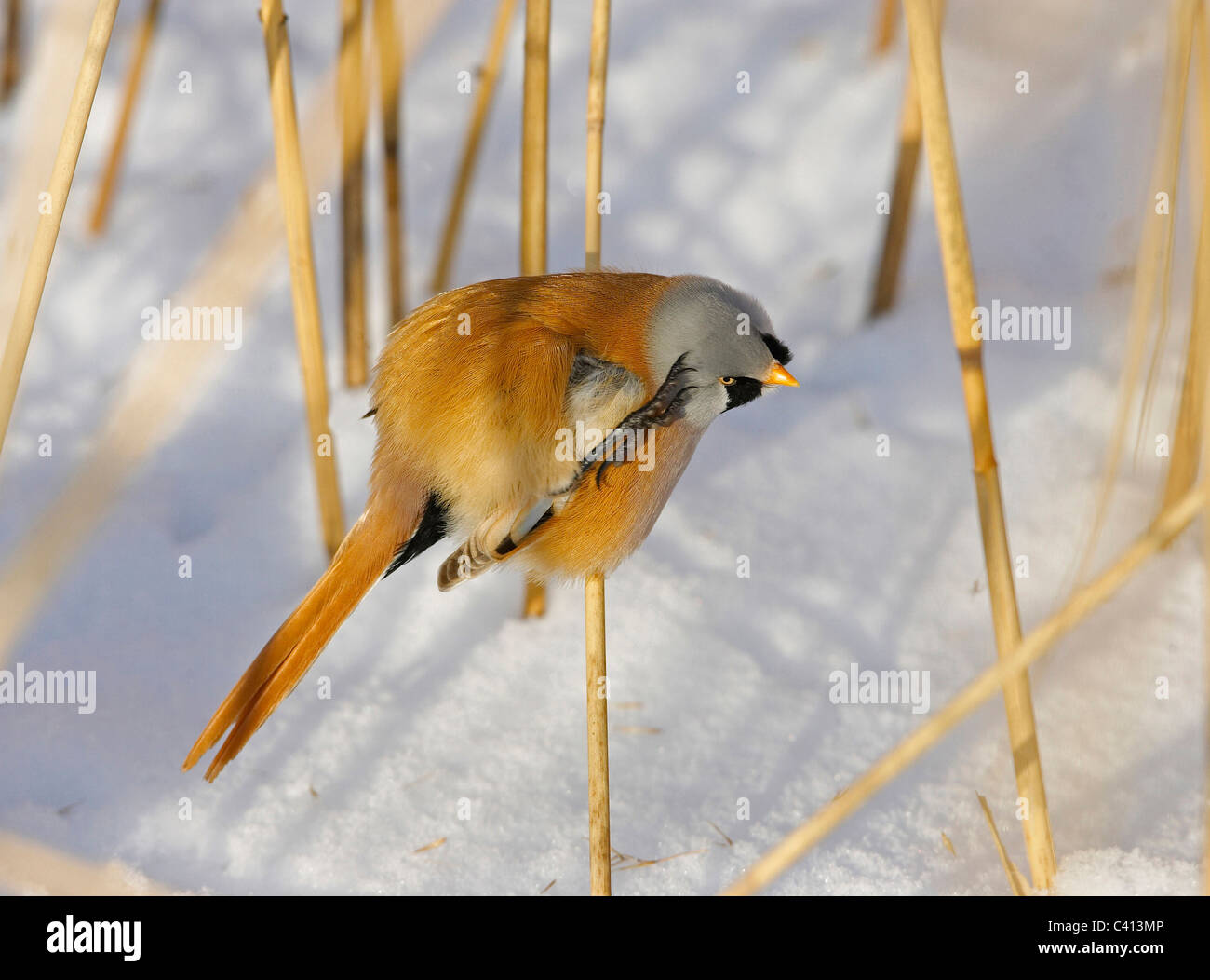 Bearded Tit, Bearded Reedling (Panurus biarmicus). Male scretching its ...