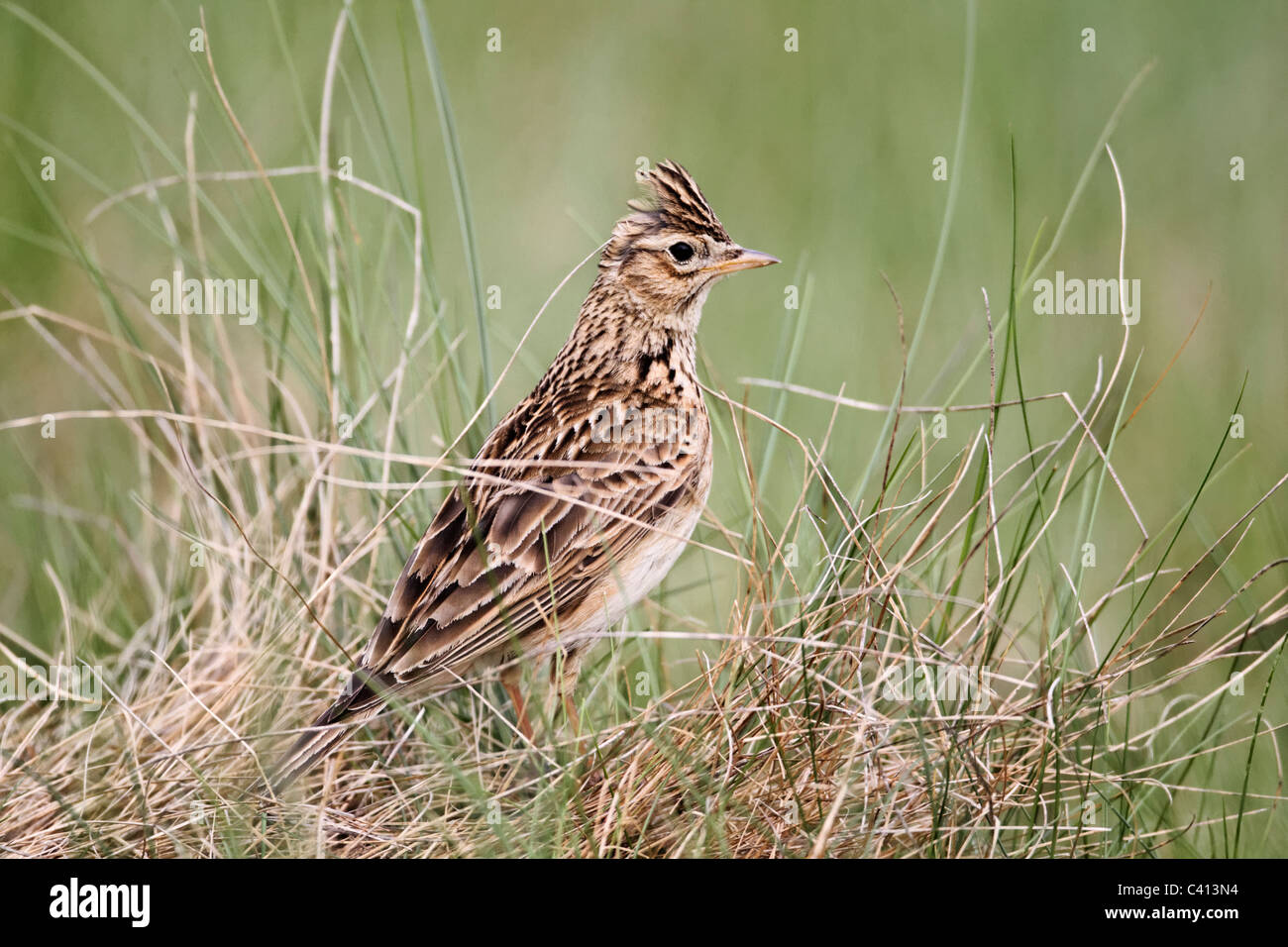 Skylark bird hi-res stock photography and images - Alamy