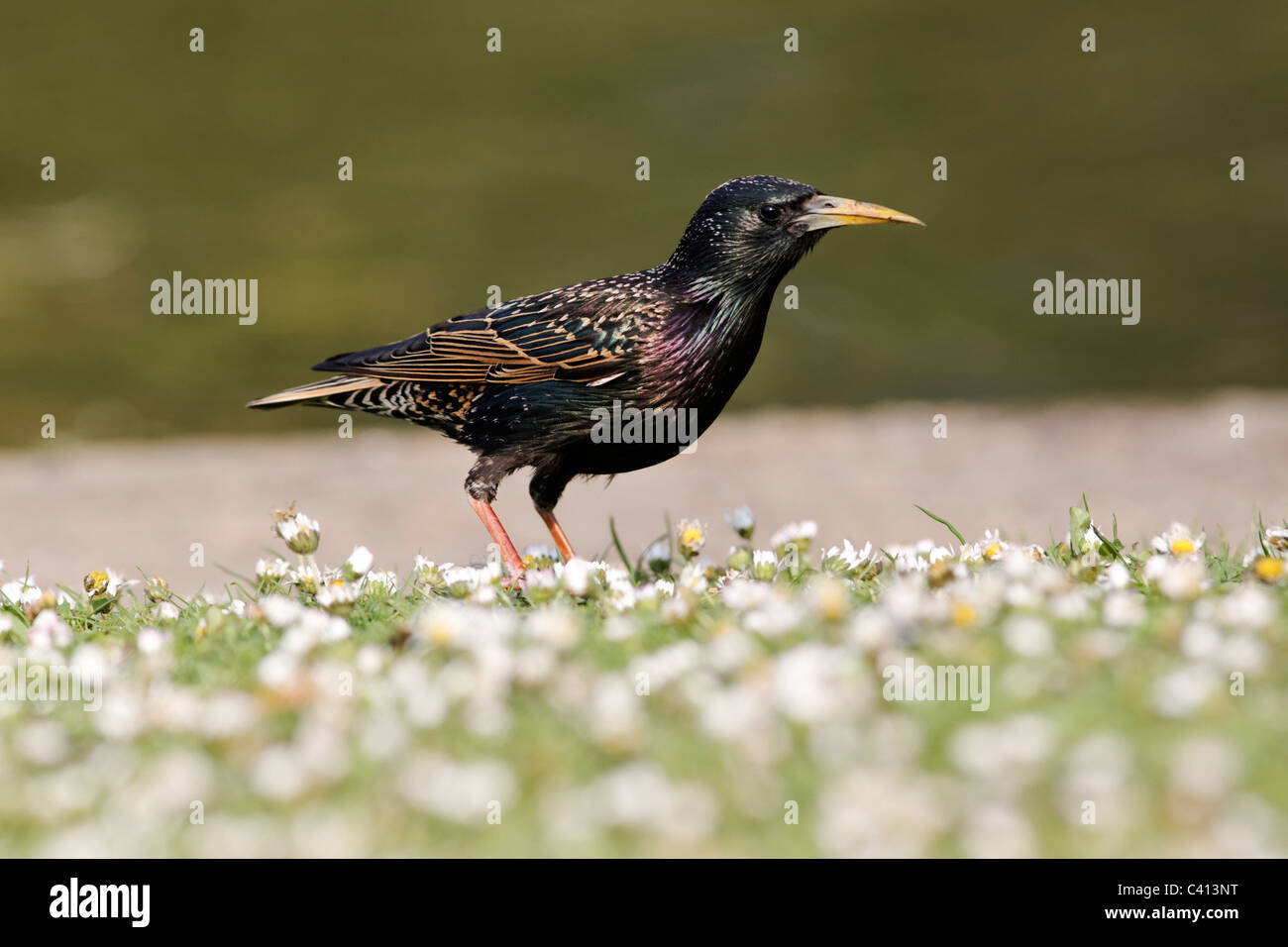 Garden bird starling hi-res stock photography and images - Alamy
