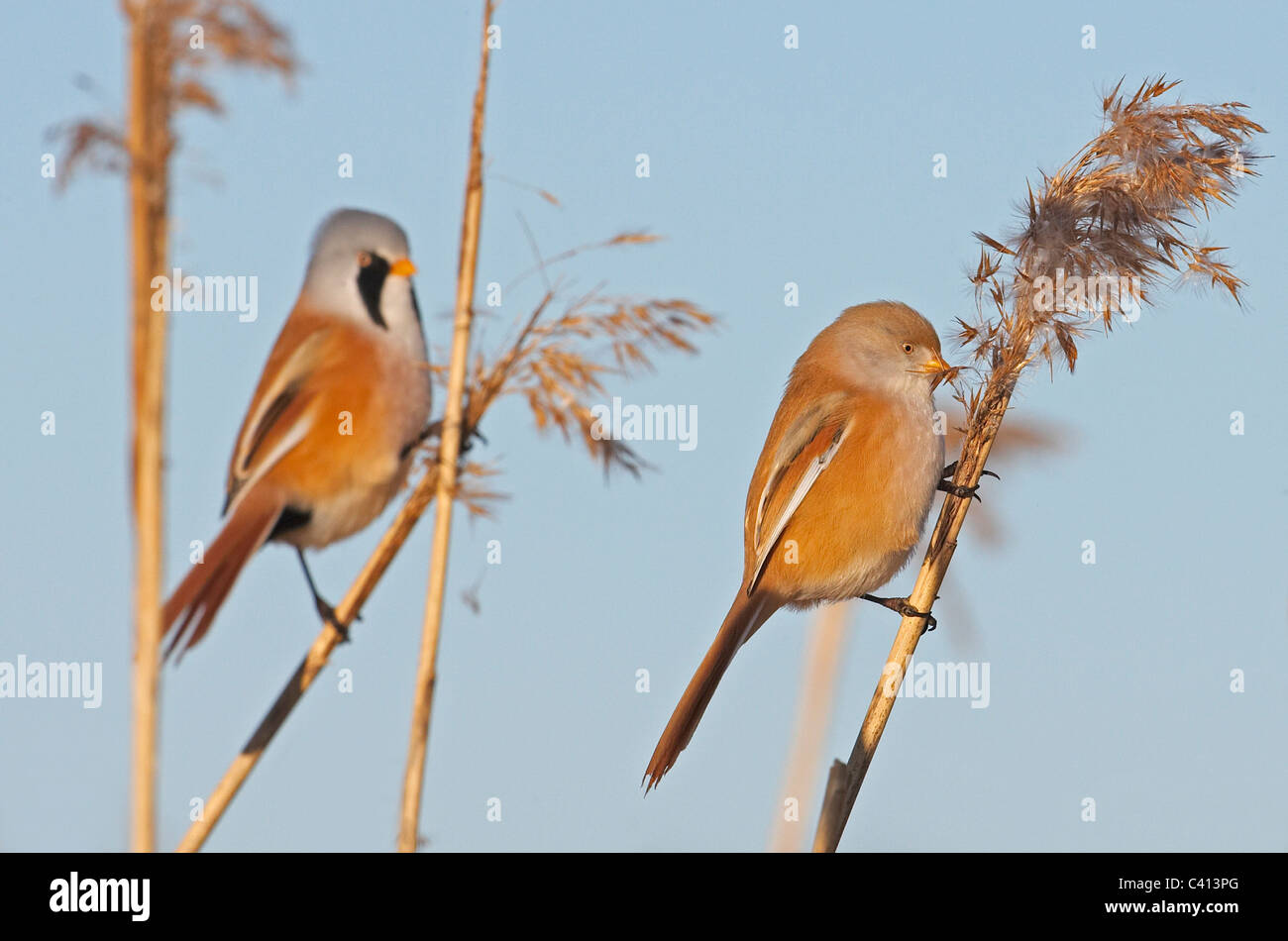 Bearded Tit, Bearded Reedling (Panurus biarmicus), pair perched on reed ...