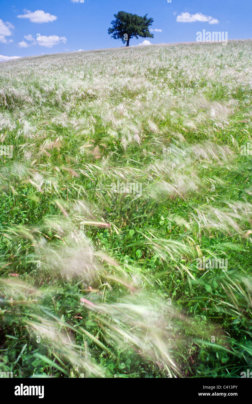 grass blowing in the wind Stock Photo - Alamy