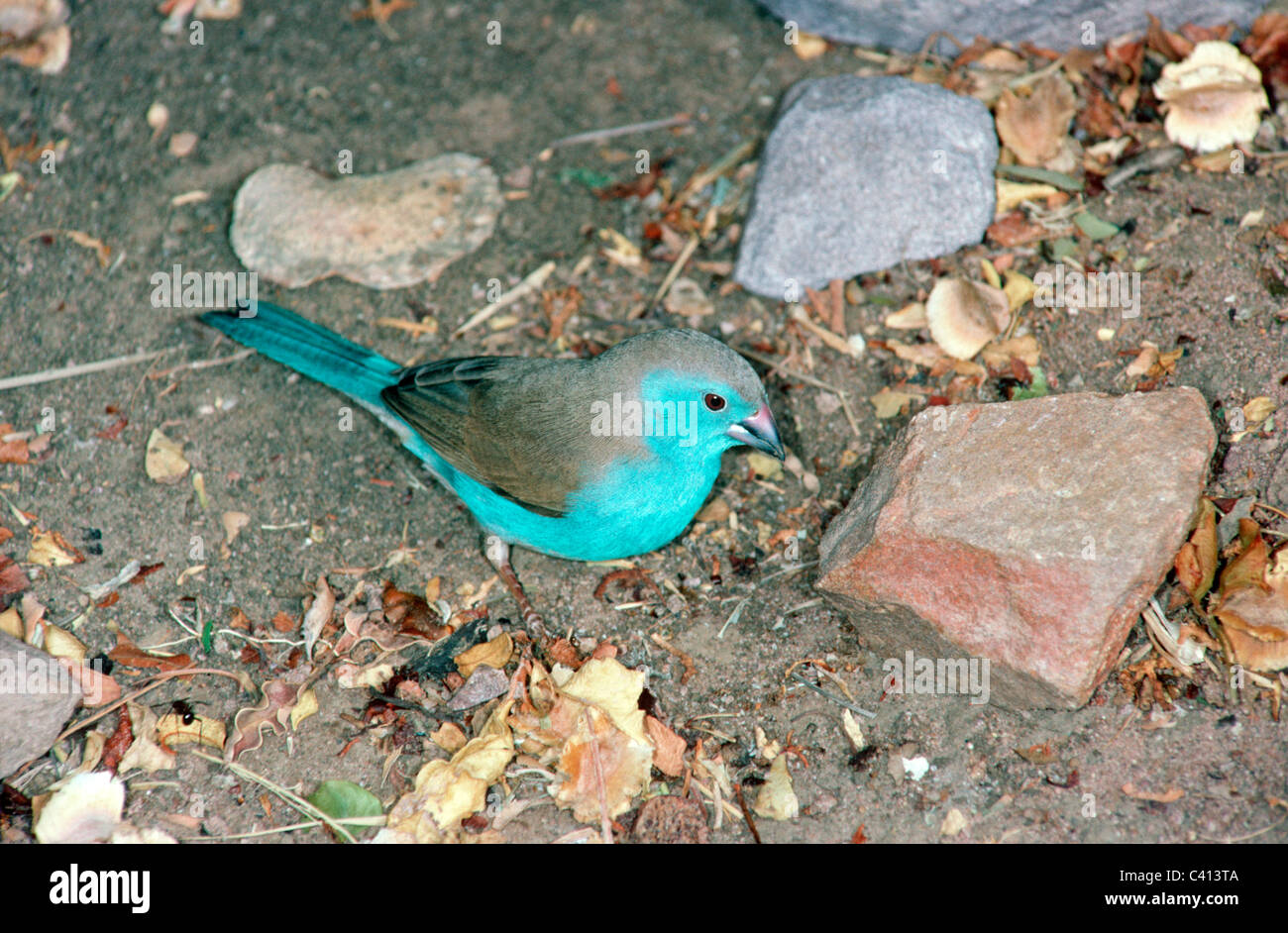 African waxbill hi-res stock photography and images - Alamy