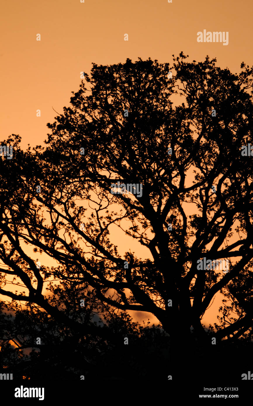 Dawn trees hi-res stock photography and images - Alamy