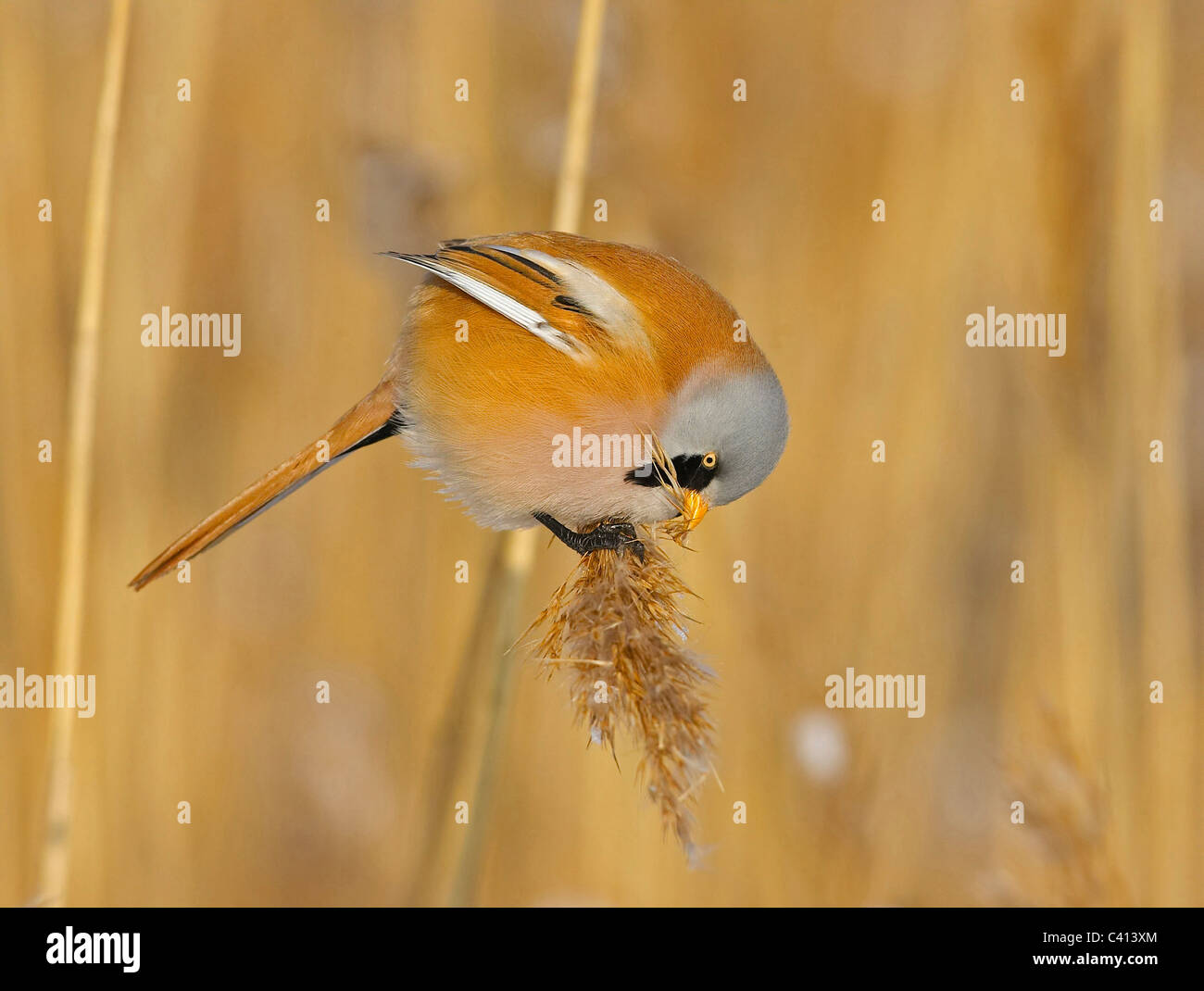 Bearded Tit, Bearded Reedling (Panurus biarmicus). Male eating seeds ...