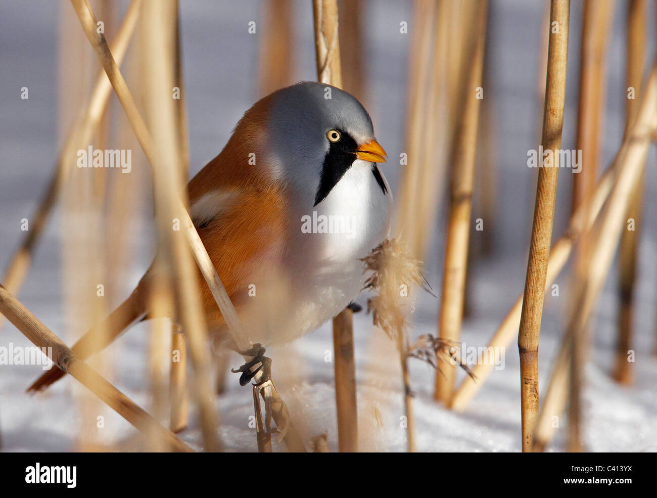 Bearded Tit, Bearded Reedling (Panurus biarmicus). Male clinging to a ...