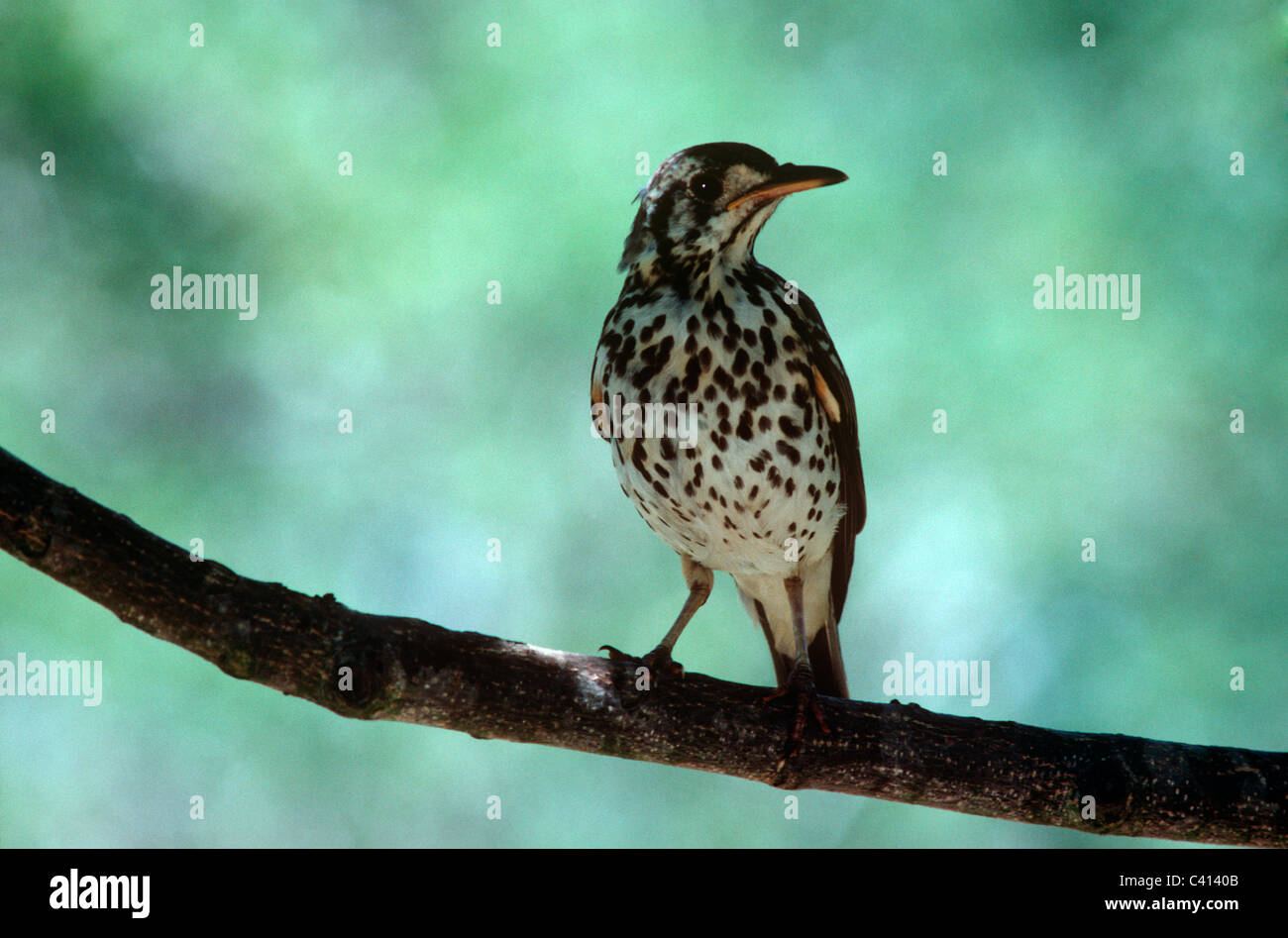Groundscraper thrush (Turdus litsipsirupa: Turdidae) a rare and local ...