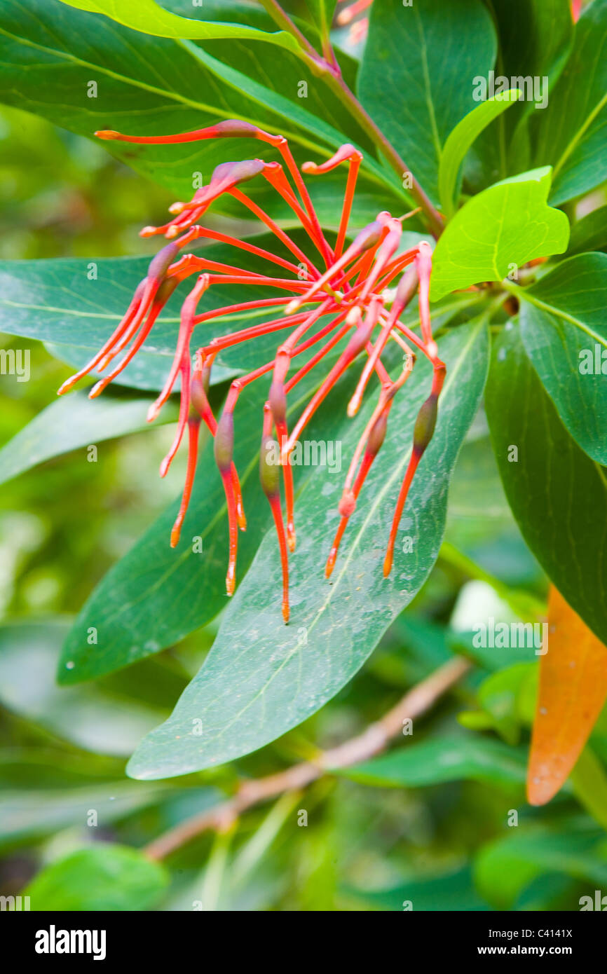 Embothrium Coccineum in flower Stock Photo - Alamy