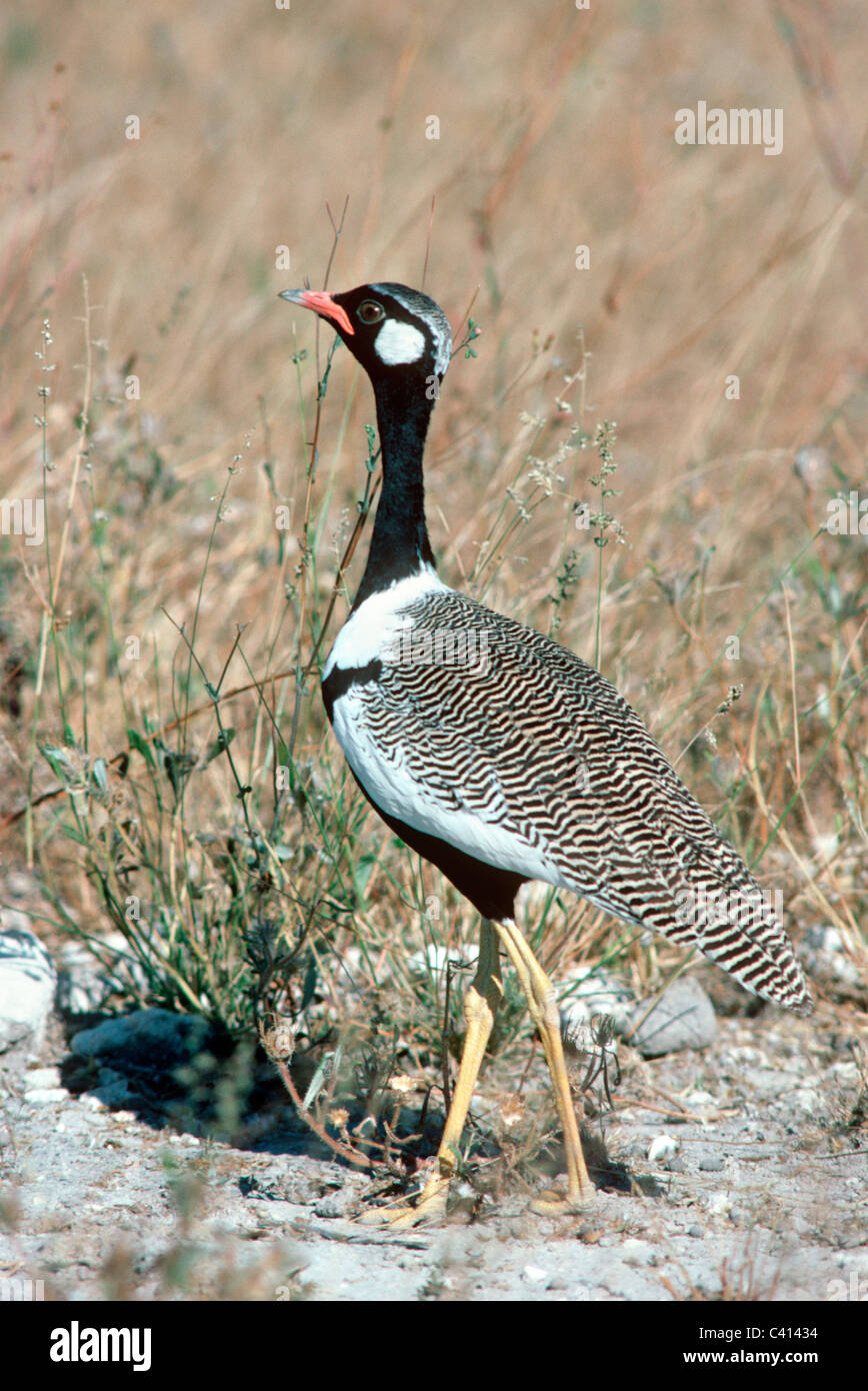 Black korhaan (bustard) (Eupodotis afra: Otitidae) in desert, Namibia ...