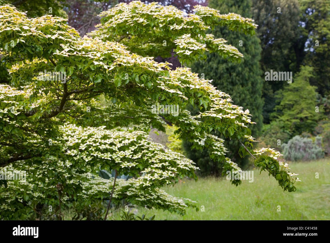 Kusa hi-res stock photography and images - Alamy