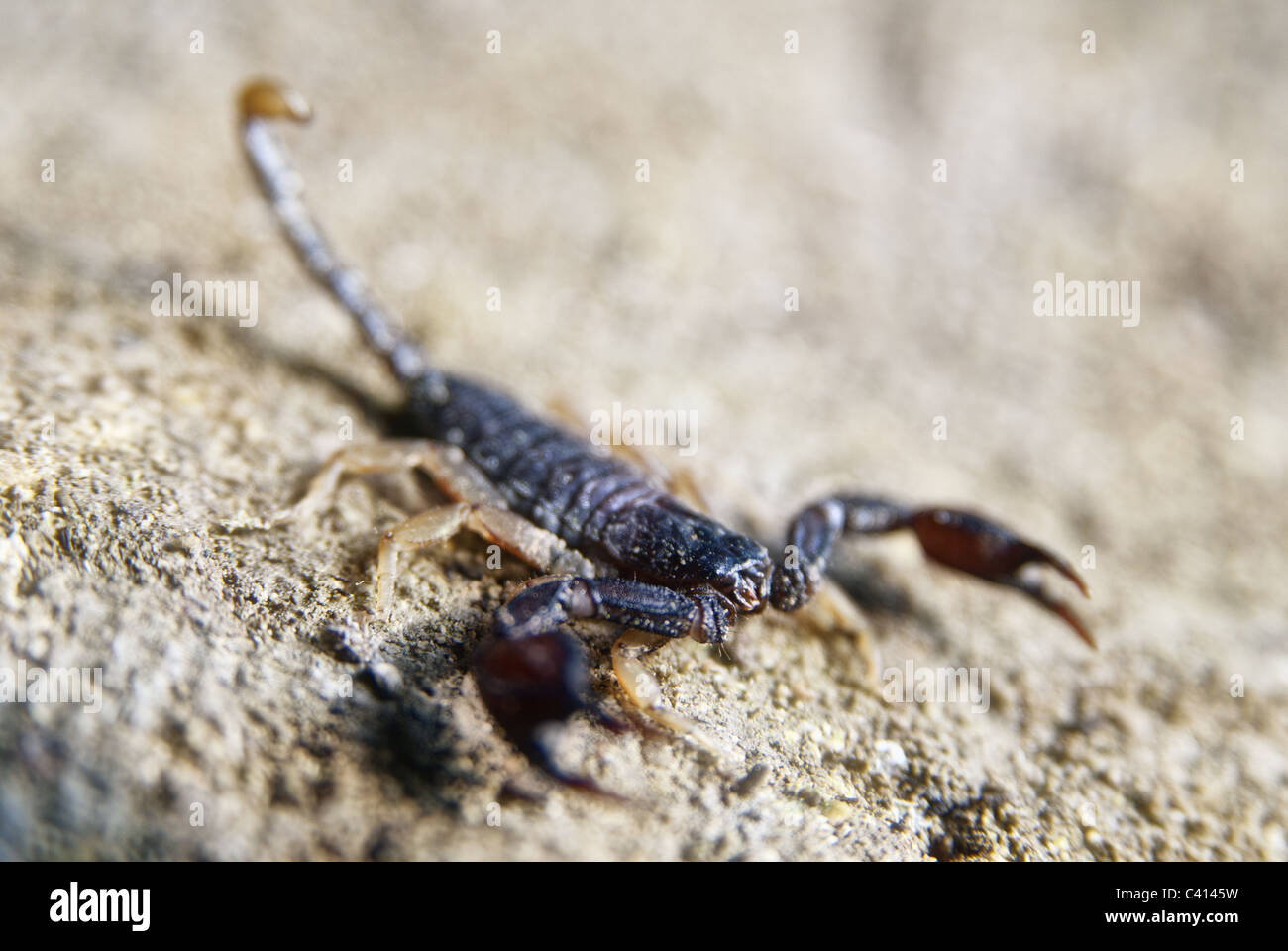 Scorpion ready to hurt Stock Photo - Alamy