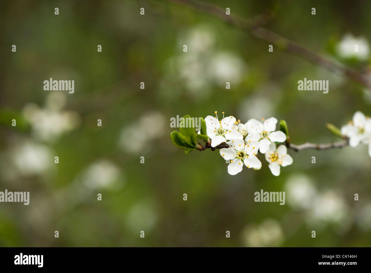 Prunus dulcis ‘Macrocarpa’, Common Almond, in flower Stock Photo - Alamy