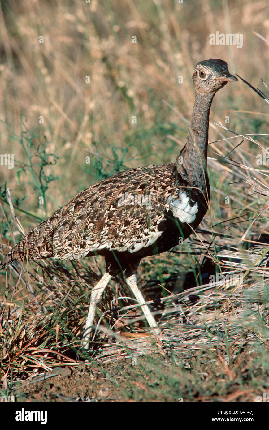 Black bellied bustard (Lissotis melanogaster: Otitidae) male in ...