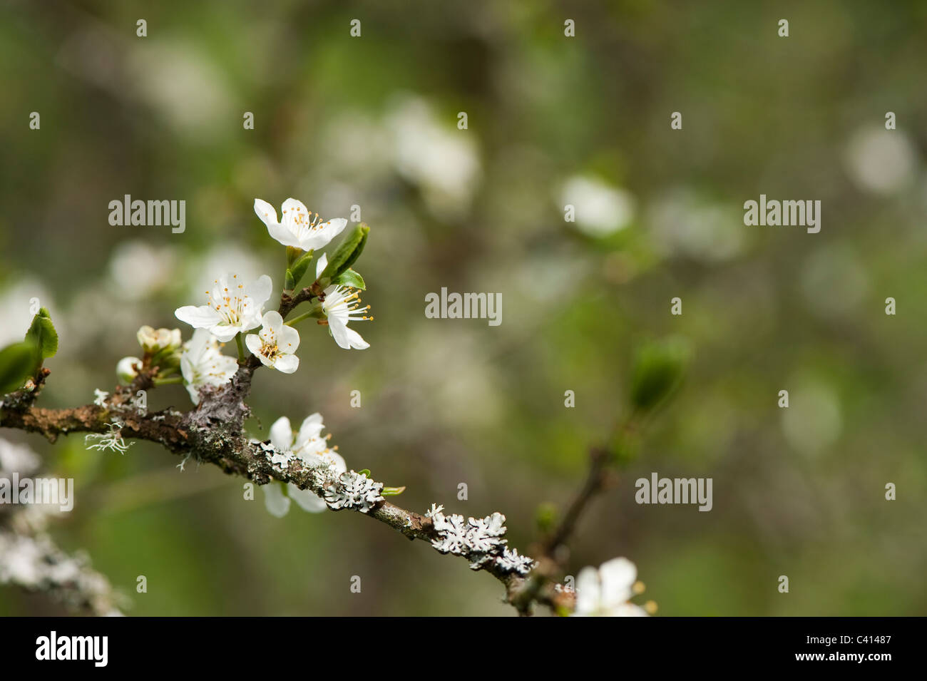 Prunus dulcis ‘Macrocarpa’, Common Almond, in flower Stock Photo - Alamy