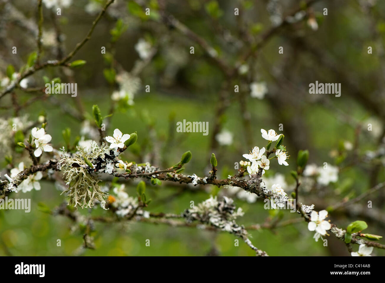Prunus dulcis ‘Macrocarpa’, Common Almond, in flower Stock Photo - Alamy