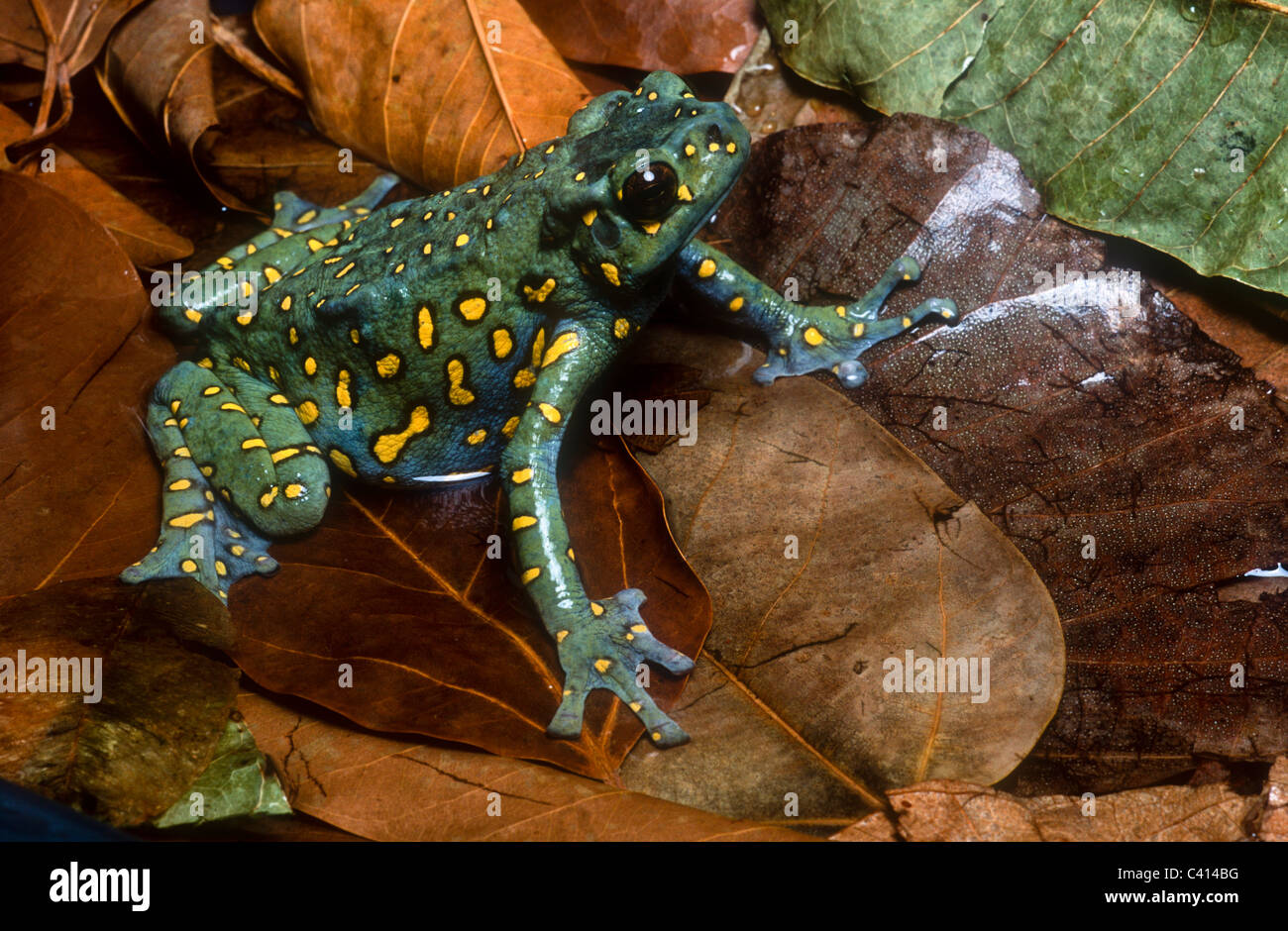 Malaysian tree toad, Pedostibes hosei, female Stock Photo - Alamy