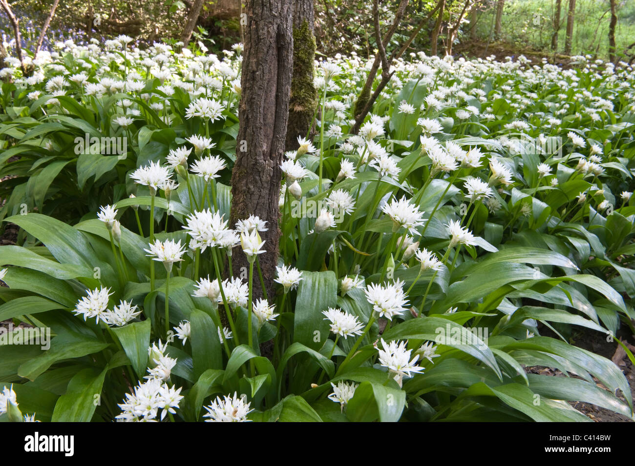 Allium ursinum ramsons wild garlic hi-res stock photography and images ...