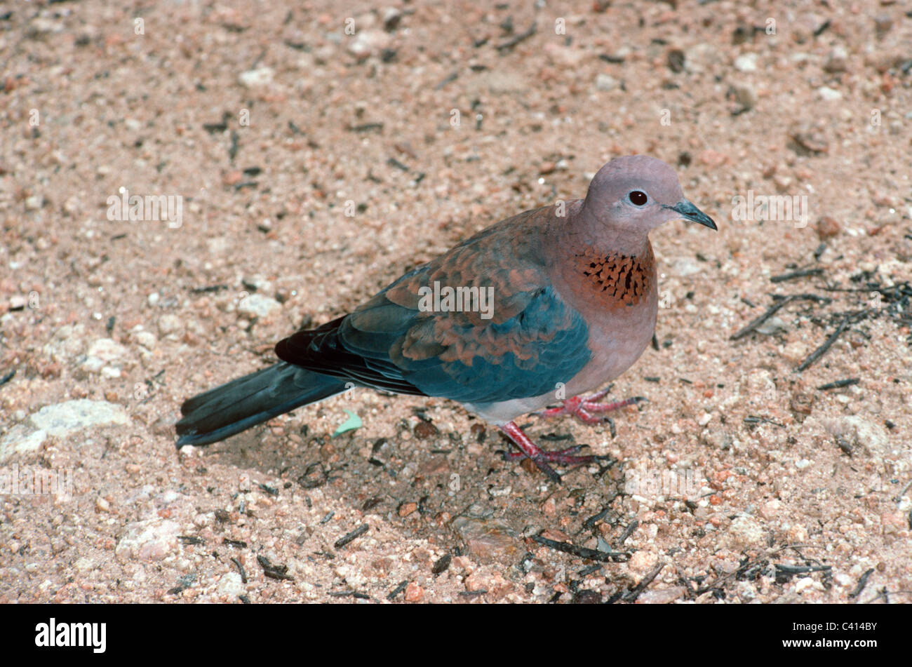 Laughing doves south africa hi-res stock photography and images - Alamy