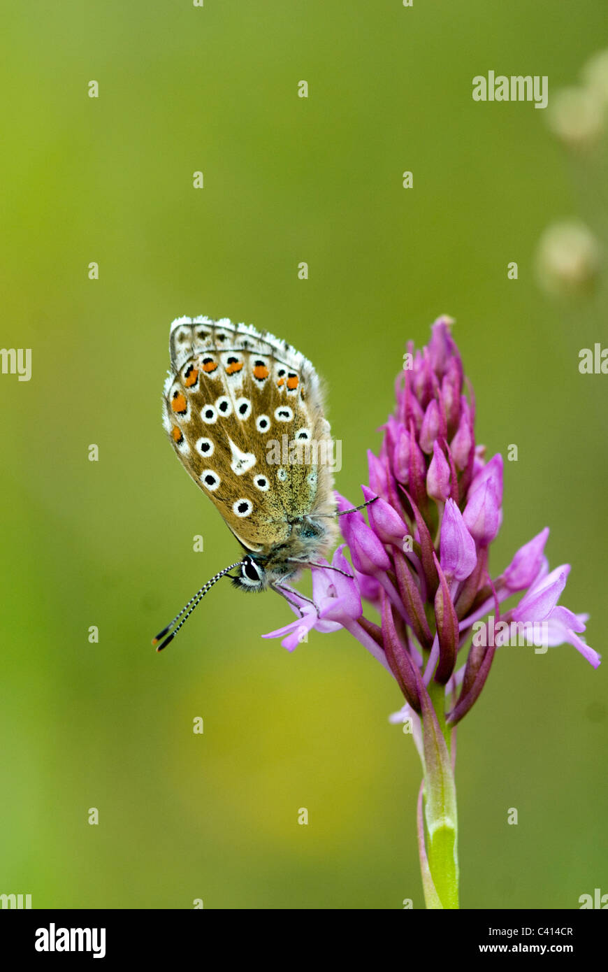 adonis blue butterfly Stock Photo - Alamy