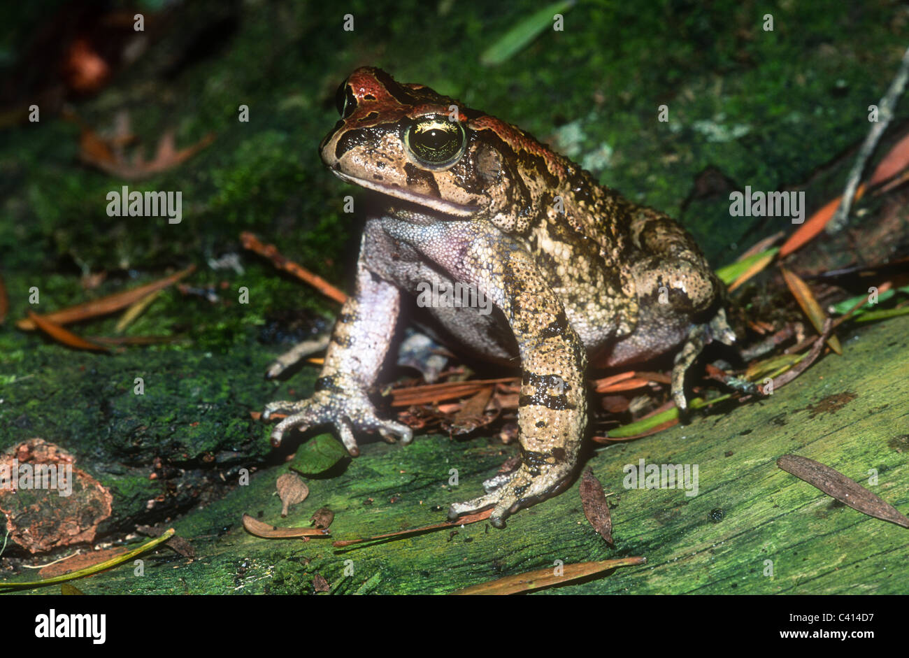 Karoo Toad, Vandijkophrynus gariepensis, formerly Bufo gariepensis ...