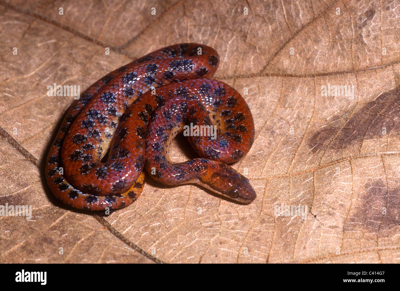 Spotted snake hi-res stock photography and images - Alamy