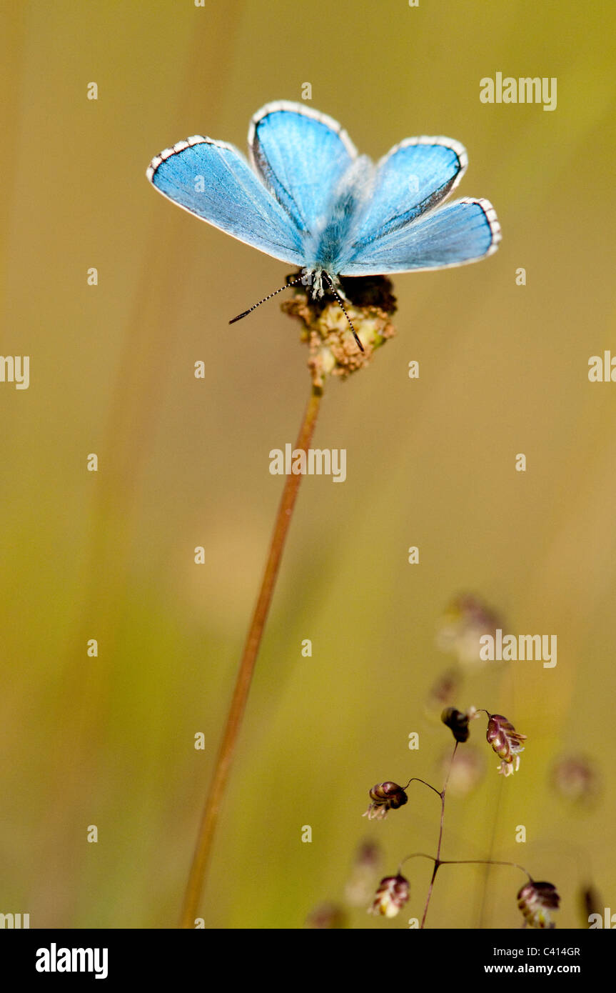 adonis blue butterfly Stock Photo - Alamy