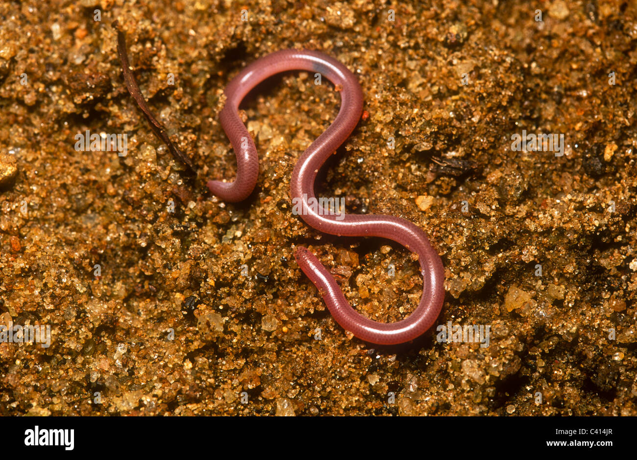 Undescribed thread snake, Typhlops species, Sri Lanka Stock Photo - Alamy