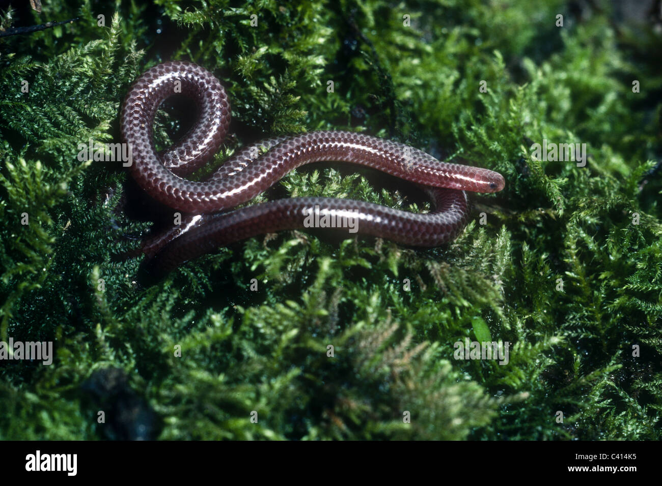 Leptotyphlops dulcis hi-res stock photography and images - Alamy