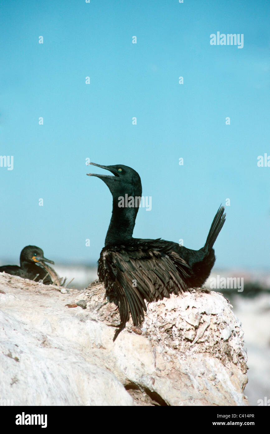 Bank / Wahlberg's Cormorant (Phalacrocorax neglectus: Phalacrocoracidae ...