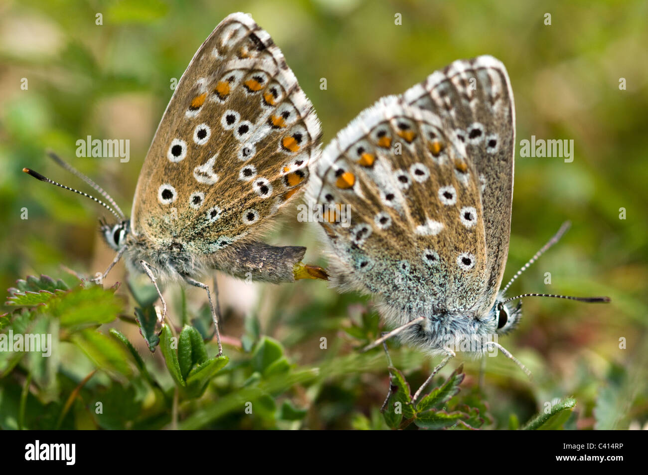 adonis blue butterfly Stock Photo - Alamy