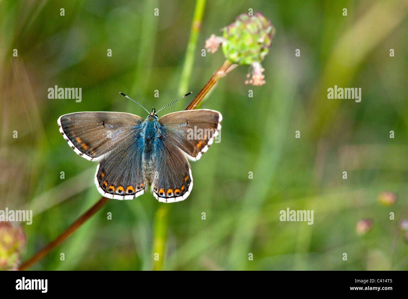 adonis blue butterfly Stock Photo - Alamy