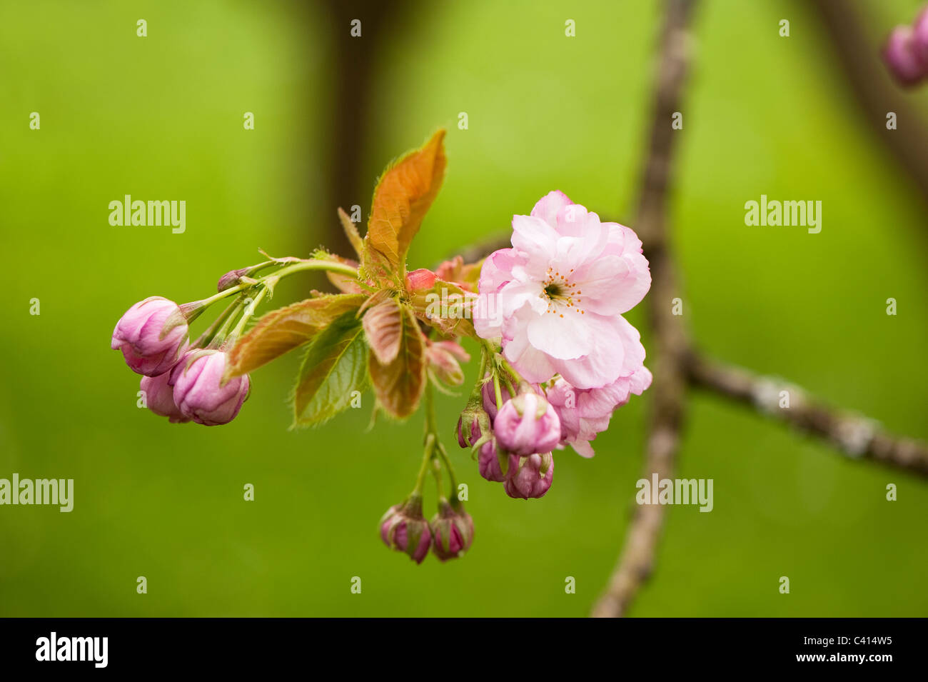 Prunus ‘Yokihi’ in blossom Stock Photo - Alamy