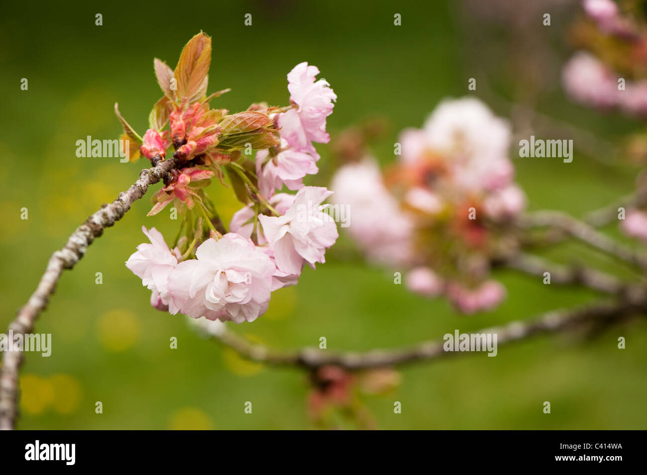 Prunus ‘Yokihi’ in blossom Stock Photo - Alamy