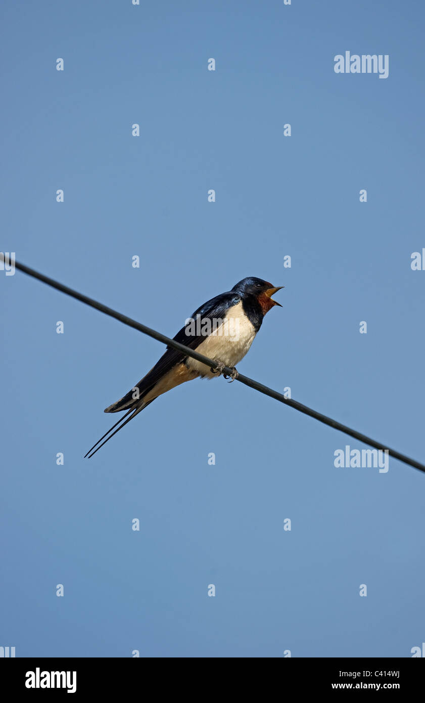 Singing barn swallow hi-res stock photography and images - Alamy