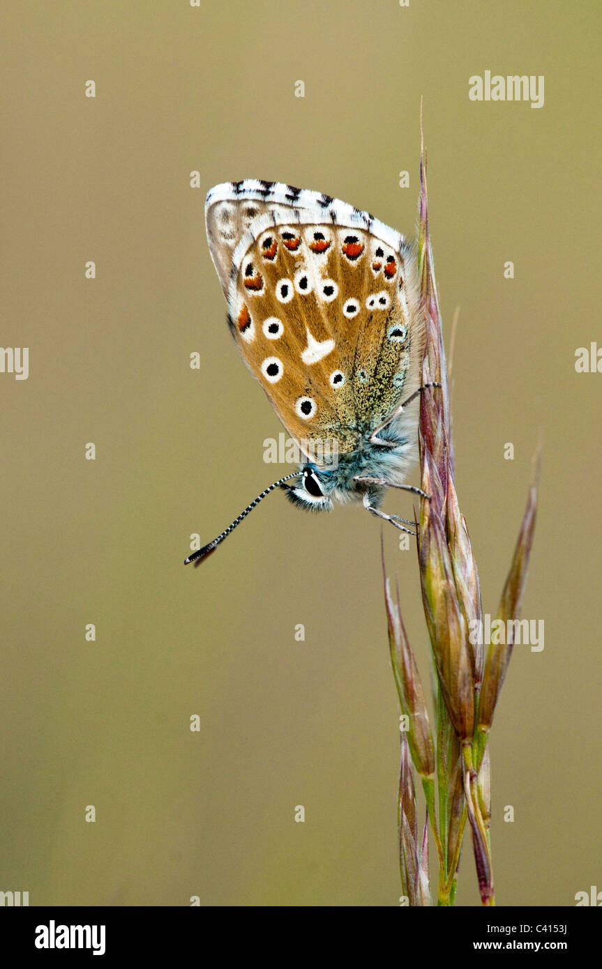 adonis blue butterfly Stock Photo - Alamy