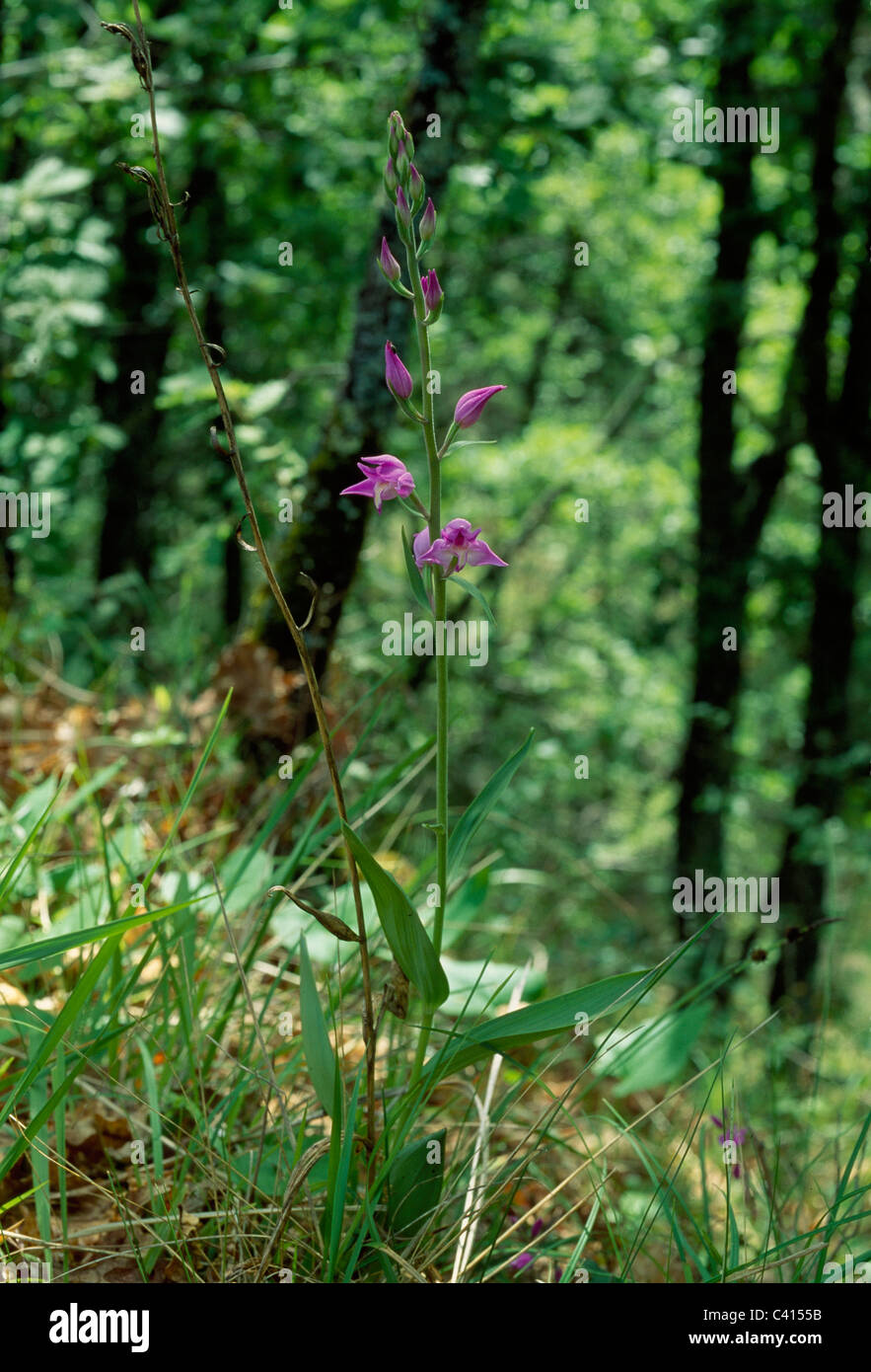 Red helleborine orchid and uk hi-res stock photography and images - Alamy