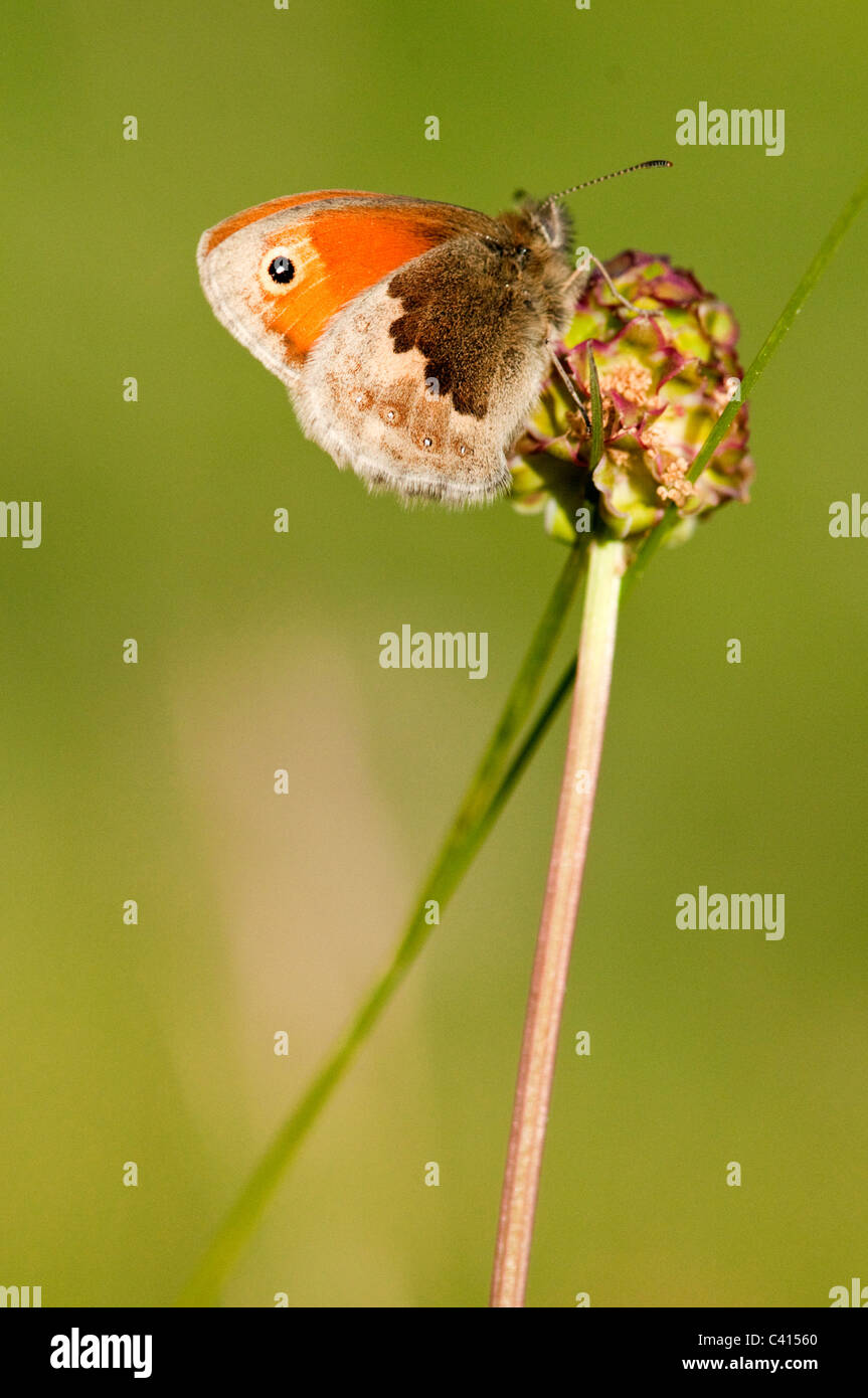 small heath butterfly Stock Photo - Alamy