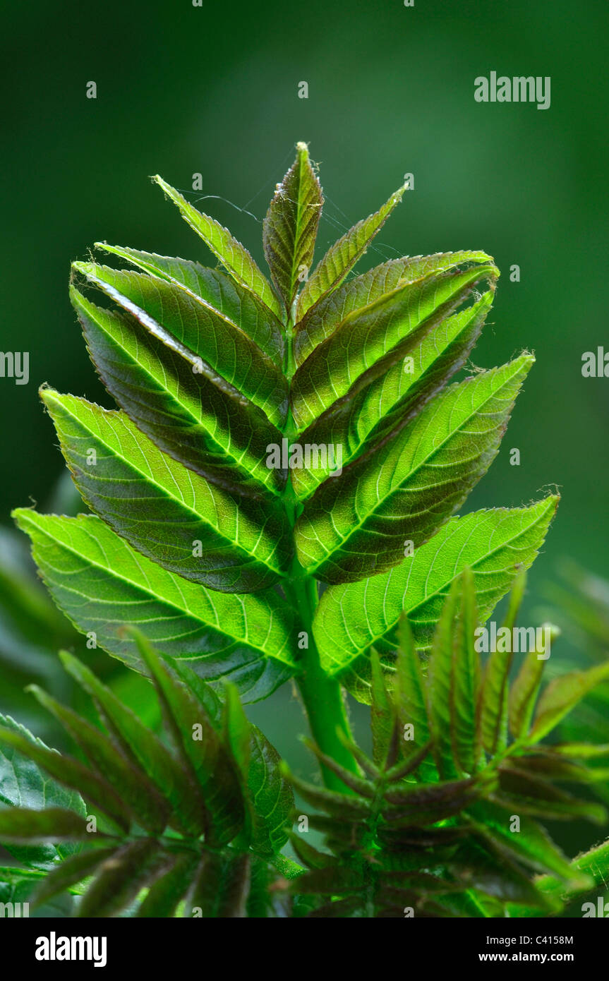 A fresh young green ash (Fraxinus excelsior) leaf in portrait format UK ...