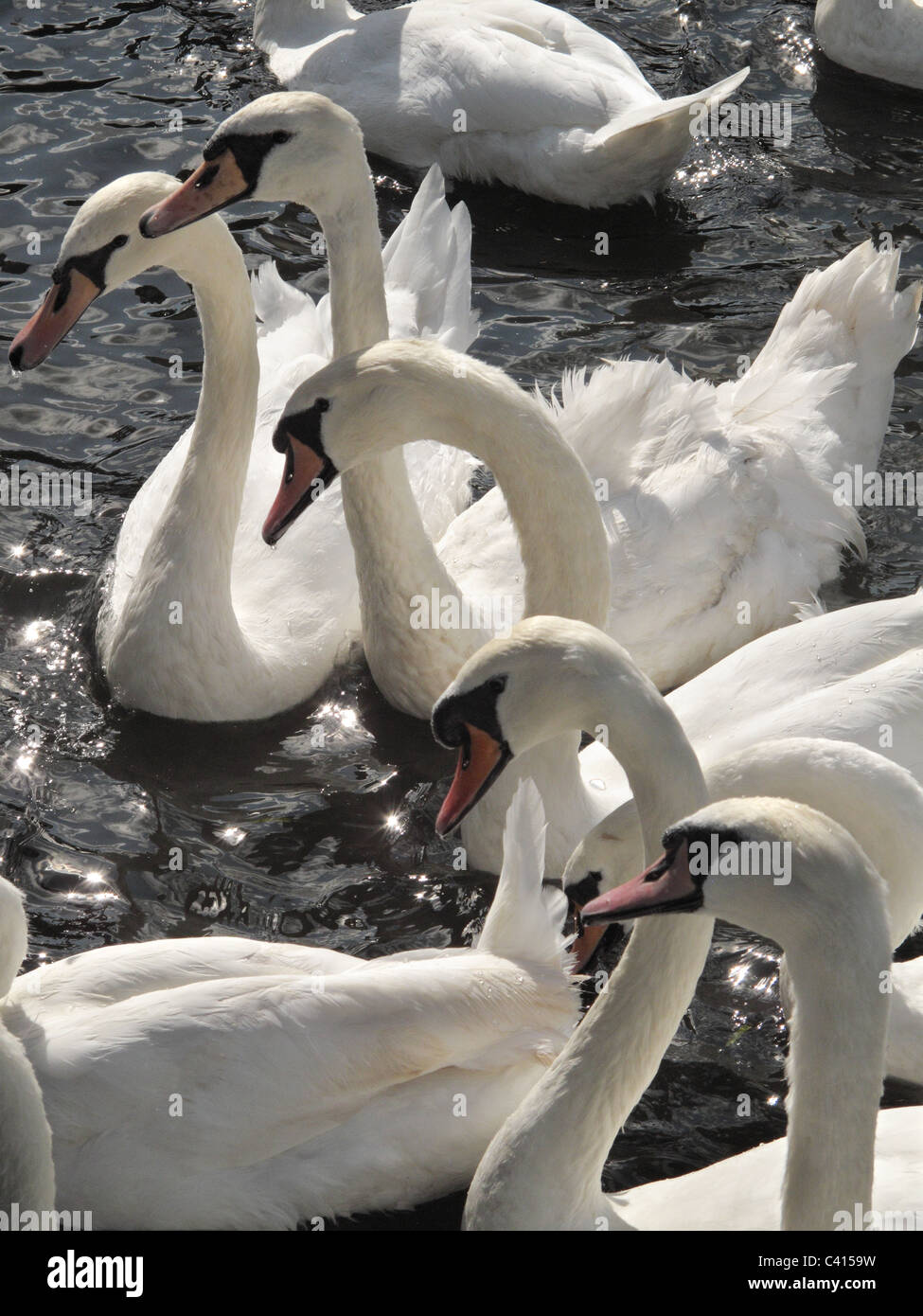 Group of swans hi-res stock photography and images - Alamy