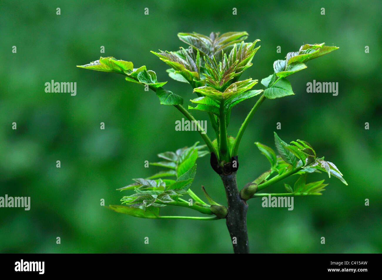 A twig from an ash (Fraxinus excelsior) tree showing fresh new spring ...
