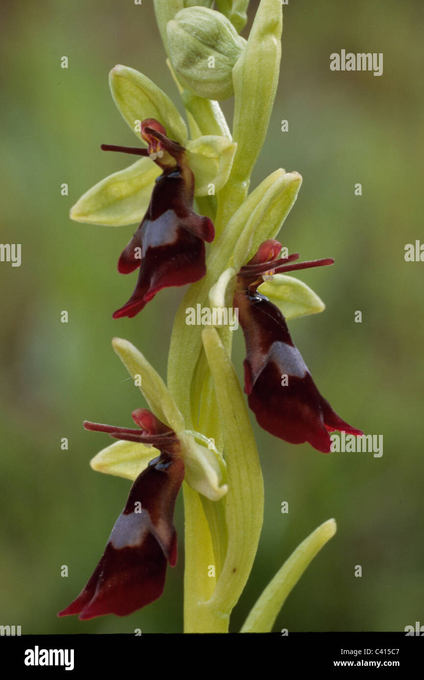 Orchid flower morphology hi-res stock photography and images - Alamy