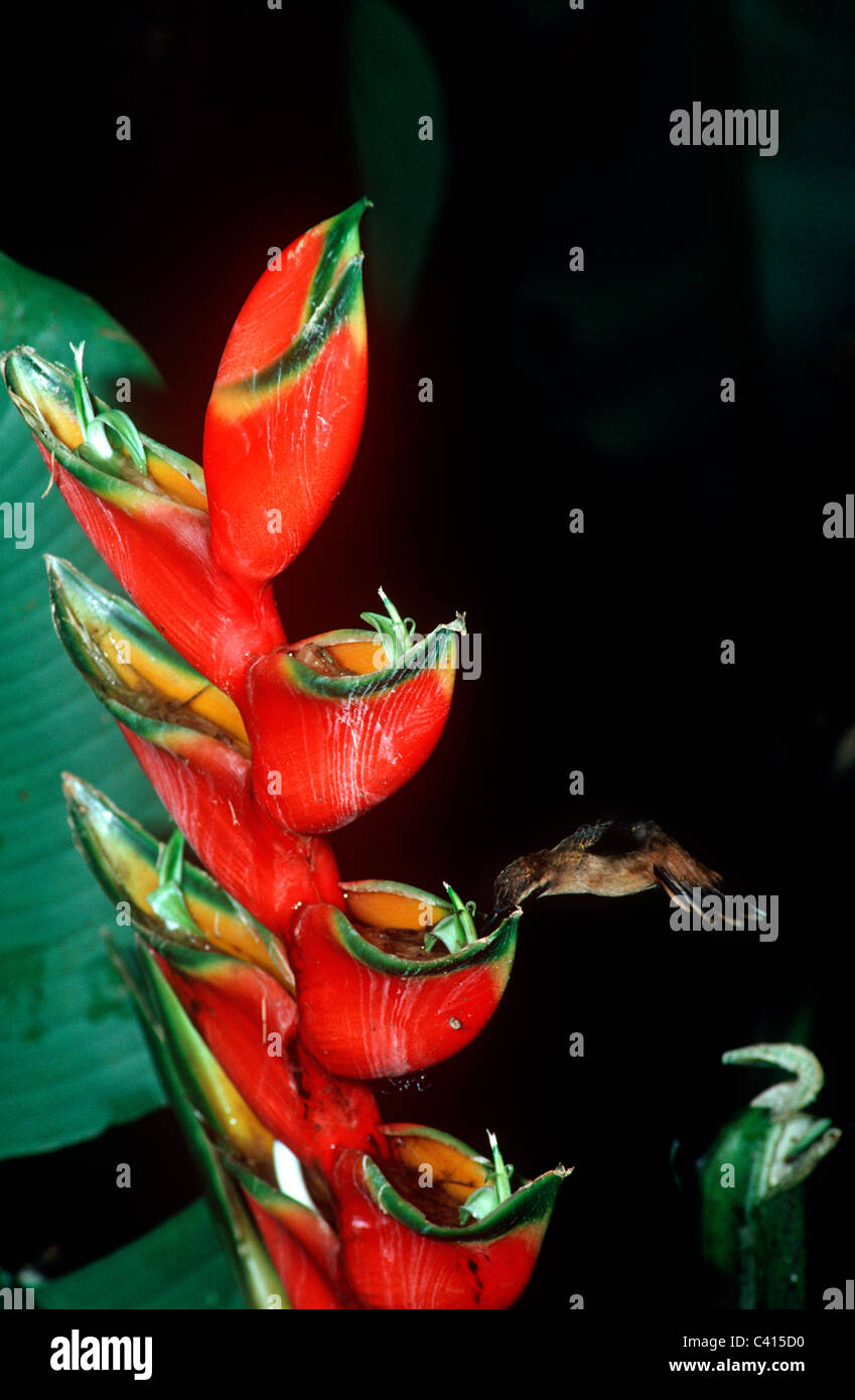 Little hermit hummingbird (Phaethornis longuemareus) visiting a crab ...