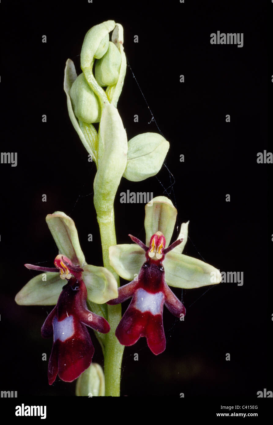 Flower mimics insect morphology hi-res stock photography and images - Alamy
