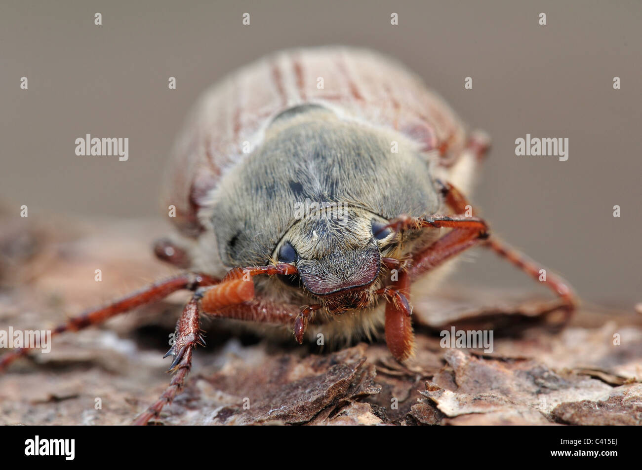 Cockchafer beetle uk hi-res stock photography and images - Alamy