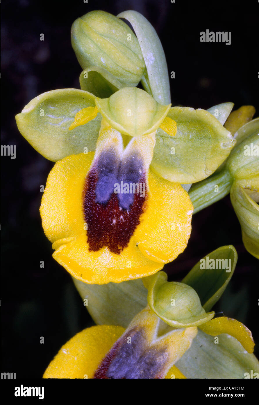 Yellow Bee Orchid, Ophrys lutea Stock Photo - Alamy