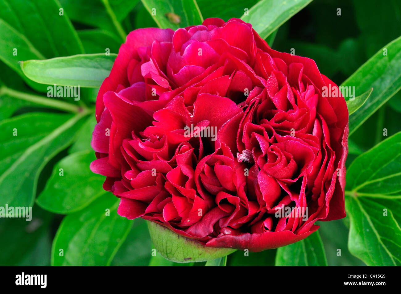 A perfect single red double flowered peony UK Stock Photo - Alamy