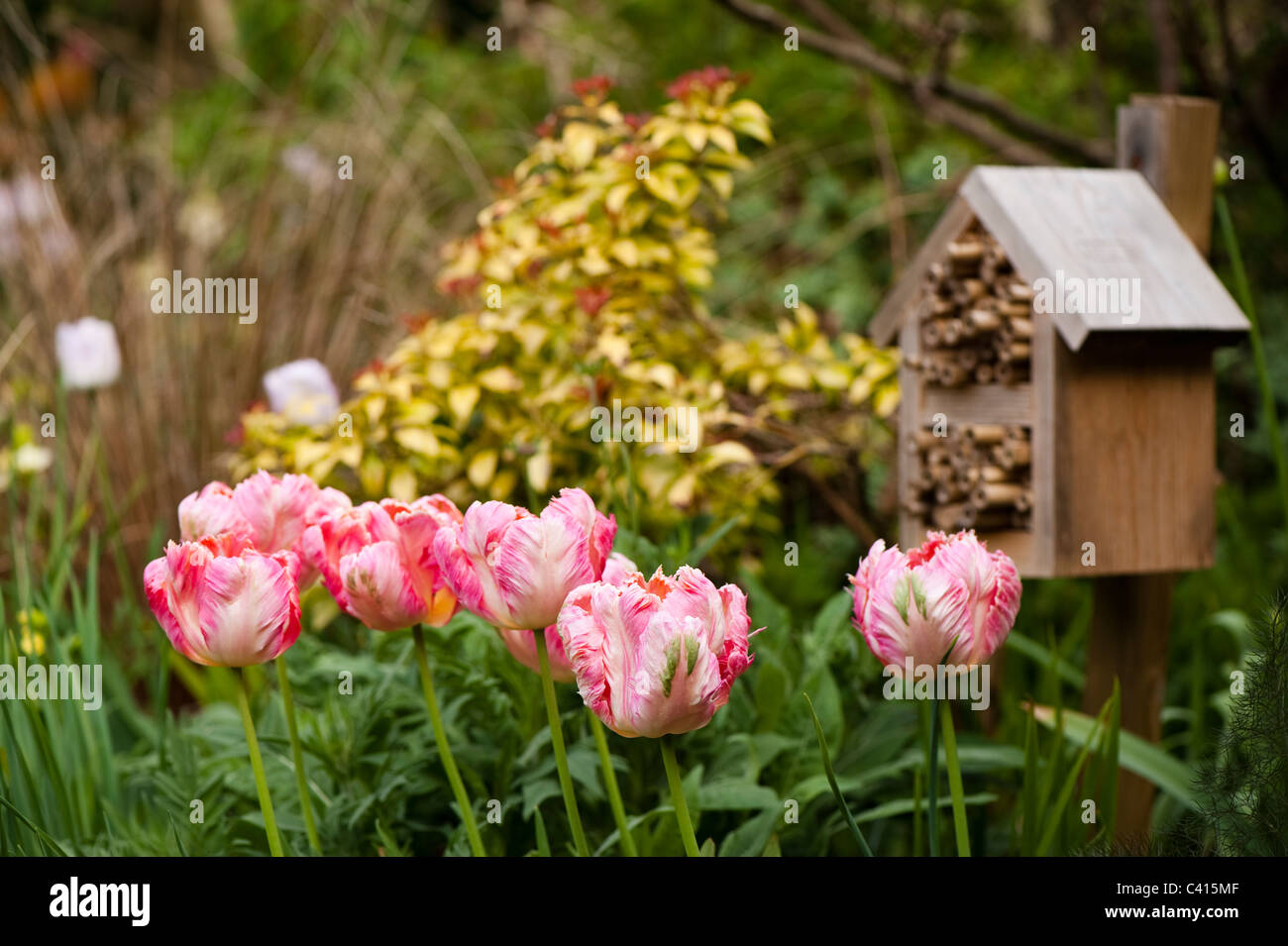 Parrot house hi-res stock photography and images - Alamy