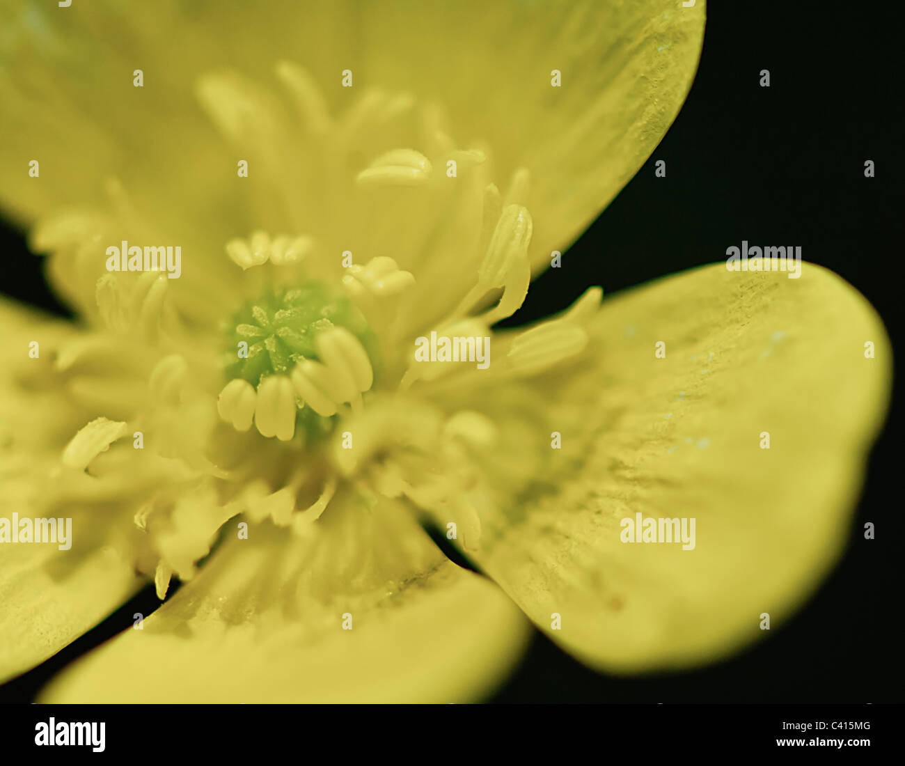 Open flower yellow hi-res stock photography and images - Alamy