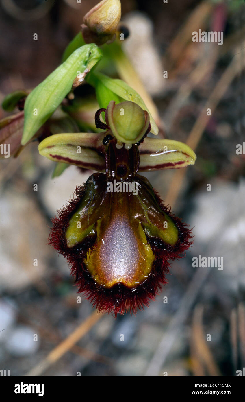 Mirror Orchid, Ophrys vernixia Stock Photo - Alamy