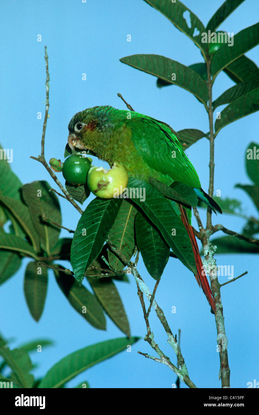 Blood-eared /Red-eared parakeet (Pyrrhura hoematotis: Psittacidae ...